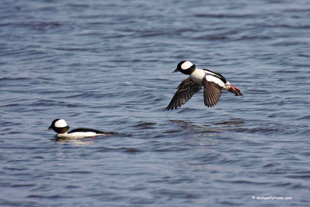 Bufflehead flying